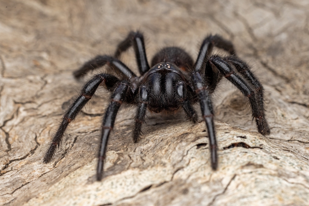 The Spider – Stories of Oz